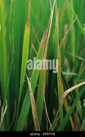 Leaf scald Gerlachia oryzae tipping on rice leaves Stock Photo - Alamy