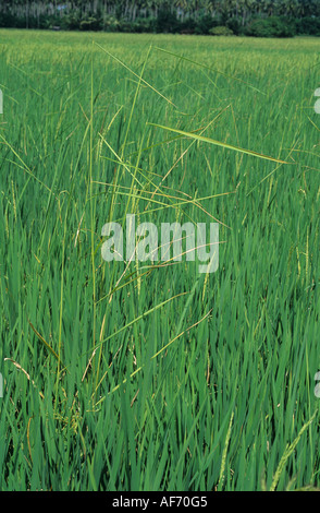 Bakanae disease (Gibberella fujikoroi) elongated, deformed rice plants ...