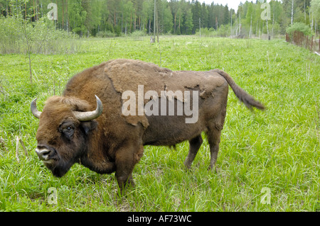 European Bison At Ligatne Nature Trail Gauja National Park Latvia
