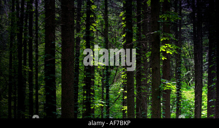 Photo of fairytale forest with pine trunks, a footpath and a morning ...