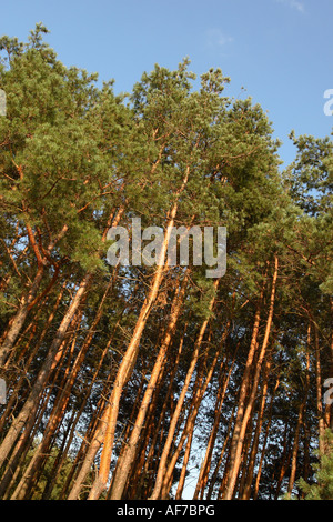 Coniferous tree, Scots Pine, Pinus sylvestris "Fastigiata", very narrow ...