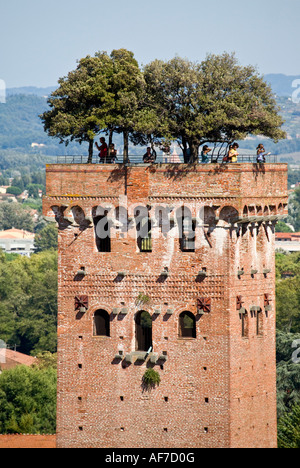 At the top of Torre Guinigi in Lucca, Italy is a little grove of 7 half ...