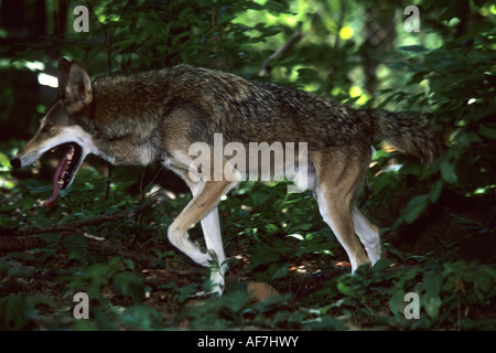 Red Wolf (Canis rufus) adult, howling (captive Stock Photo - Alamy