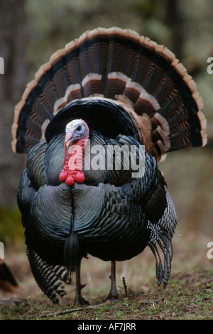 Wild turkey. Male wild turkeys display for females by puffing out their ...