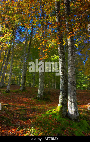 Hayedo, Selva de Irati Francia. Beech Forest Iraty Forest, France Stock ...