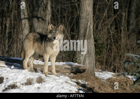 Grey Wolf (Canis lupus) in the nature Stock Photo - Alamy