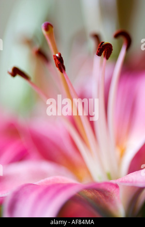 Macro shot of a flower Stock Photo - Alamy