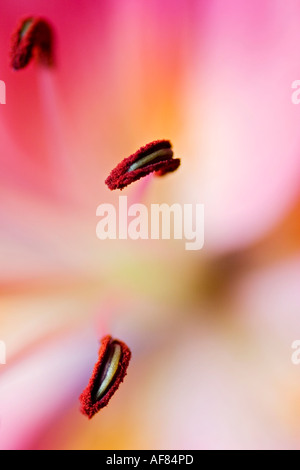 Macro shot of the yellow pollen and anther on a flower with pink petals ...