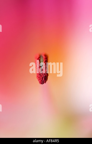 Macro shot of anther on lily Stock Photo - Alamy