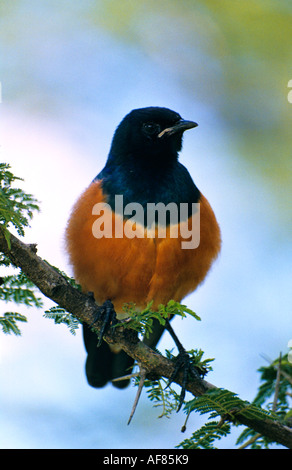 Blue and orange starling on an acacia in Maasai Mara Park North West ...