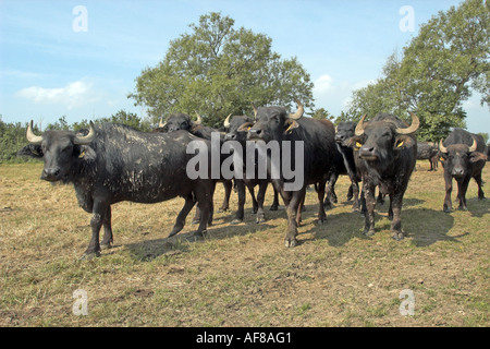 Water Buffalo, Farmed in Somerset, UK Stock Photo - Alamy