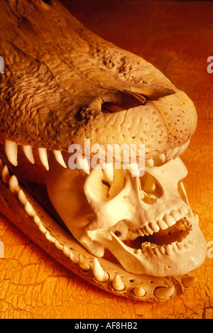 Scary dead crocodile head skull dried souvenir on metal table showing ...
