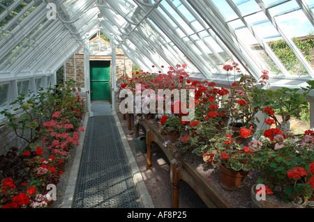 Geranium glasshouse at Lost Gardens of Heligan, Cornwall. England Stock ...