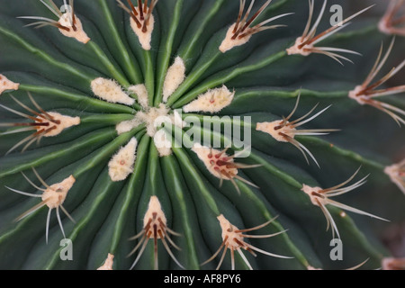 Cactus Ferocactus Histrix Stock Photo - Alamy
