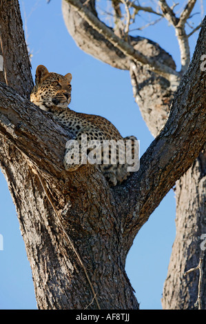 leopard (Panthera pardus), female resting on a tree branch, Botswana ...