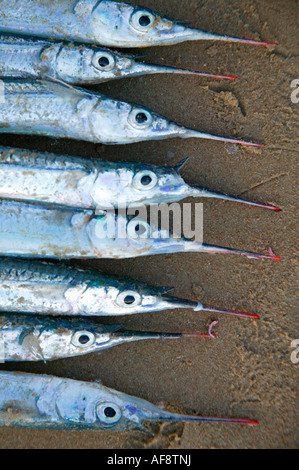 Half-beak fish netted by locals in shallow coastal water lying on the ...