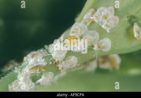 oystershell scale, mussel scale (Lepidosaphes ulmi), pest on leaved ...