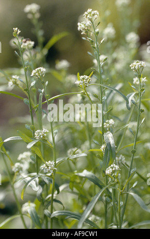 garden cress (Lepidium sativum), inflorescence Stock Photo - Alamy