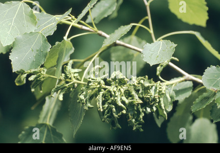 European aspen (Populus tremula), with damage by Aspen Leaf Mite ...