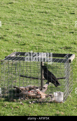 Larsen bird trap Stock Photo - Alamy