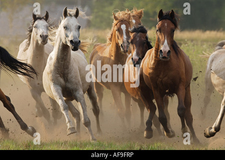 Herd of white horses running towards camera through marshy water Stock ...