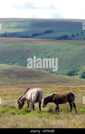 Exmoor Ponies on Brendon Common, Exmoor, Devon, England, UK Stock Photo ...