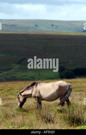 Exmoor Ponies on Brendon Common, Exmoor, Devon, England, UK Stock Photo ...