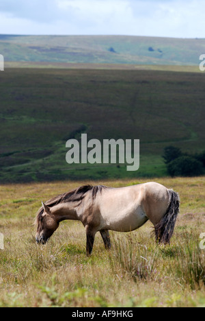 Exmoor Ponies on Brendon Common, Exmoor, Devon, England, UK Stock Photo ...