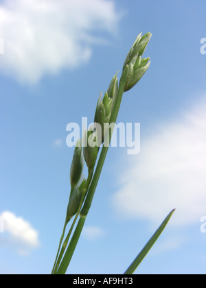 heath-grass (Danthonia decumbens), blooming, Germany Stock Photo - Alamy