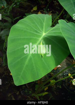 wild taro, dasheen, elephant ears (Colocasia esculenta), leaves Stock ...