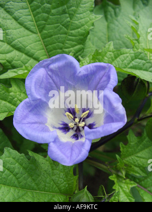Close-up of blue flower of shoo-fly plant, Nicandra physalodes Stock ...