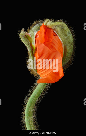 Corn poppy some opened red flowers and blue flowers of the cornflower ...