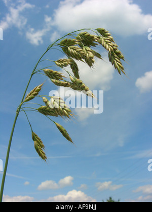 cheat, chess, rye brome, bromegrass (Bromus secalinus), spikelets Stock ...