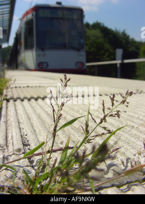 Japanese lovegrass (Eragrostis multicaulis), plant in a curb chink at a ...