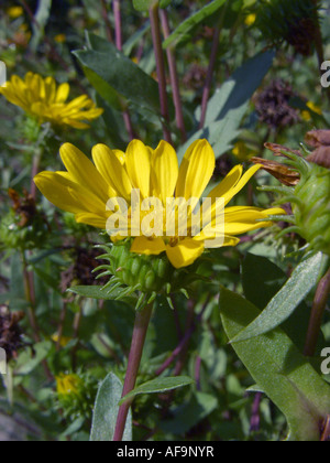 Yellow flower of curlycup gumweed, Grindelia squarrosa Stock Photo - Alamy