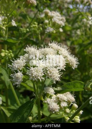 Mist flower, White snake root, Lesser Snakerroot (Ageratina aromatica ...