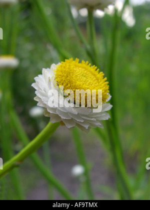 Winged Everlasting, Ammobium alatum, Asteraceae, Eastern Australia ...