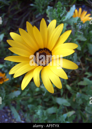 Cape marigold (Dimorphotheca sinuata Stock Photo - Alamy