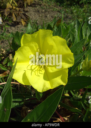 Missourie evening primerose, Prairie evening primrose, Ozark sundrops ...