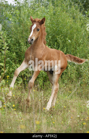 Arabian Horse and Barb Horse. Young horses in a paddock Stock Photo - Alamy