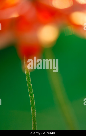 Poppy in bloom on its stem with the sky as background Stock Photo - Alamy