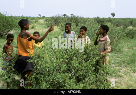Bushman girl picking fruit of brandybush or velvet raisin (Grewia flava ...