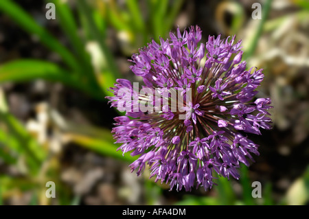 Purple alium blossom Stock Photo - Alamy
