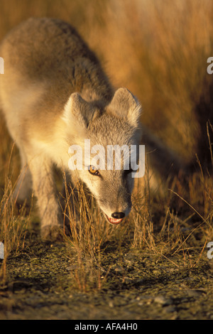 arctic fox Alopclose ex lagopus coat changing from summer to winter ...