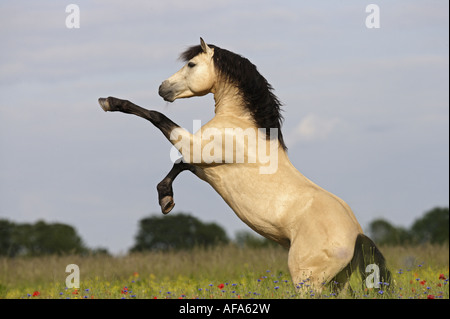 Connemara - rearing Stock Photo - Alamy