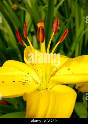Bright yellow lily (Lilium) flower shadowed but with the beam of ...