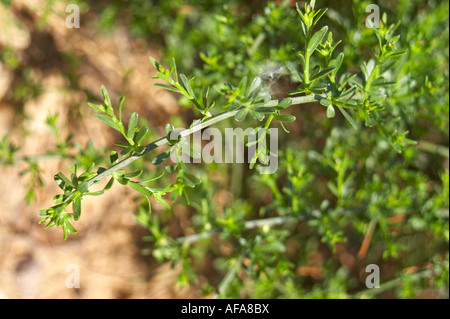 Hardy Dwarf Broom (genista lydia Stock Photo - Alamy