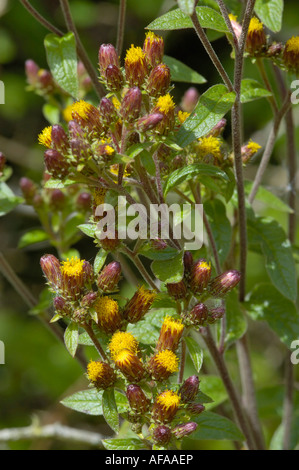Ploughman s Spikenard Inula conyza Stock Photo - Alamy