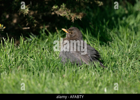 blackbird (Turdus merula), female sunbathing in a meadow, Germany ...