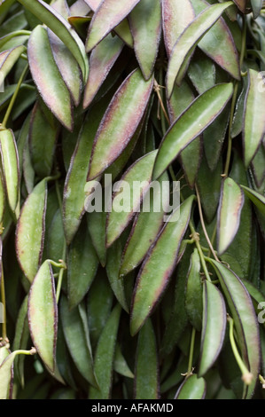 Close-up of plant with long pointed green leaves and central reddish ...